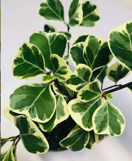 3522 فیکوس دلتا ابلق Ficus Delta variegated (triangle) – کشت بافت زرکشت